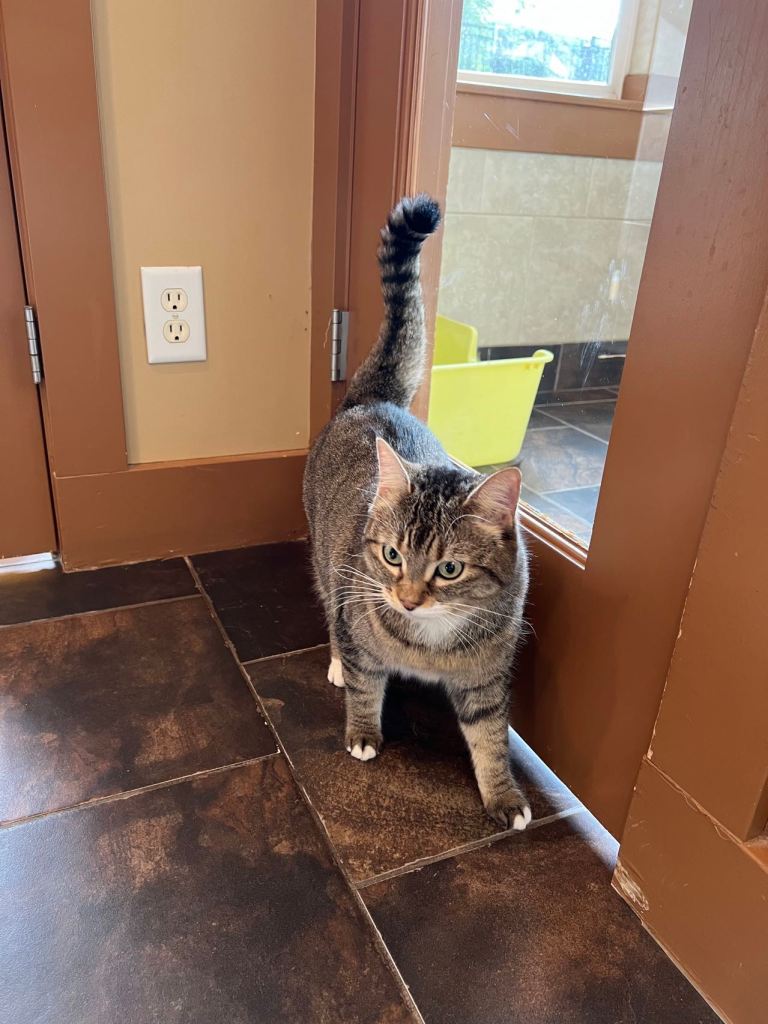 cat boarding reservation